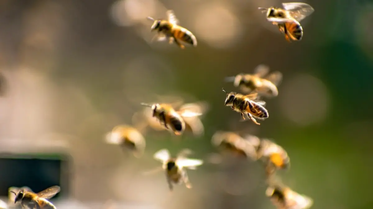 Bee Attack in Aurillac Injures 24, Including Three Critically - Akhbrna ...